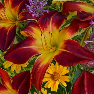 Daylily, Ruby Spider Daylily — Mackey's