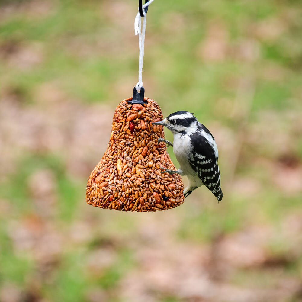 Flaming Hot Feast Seed Bell — Mackey's