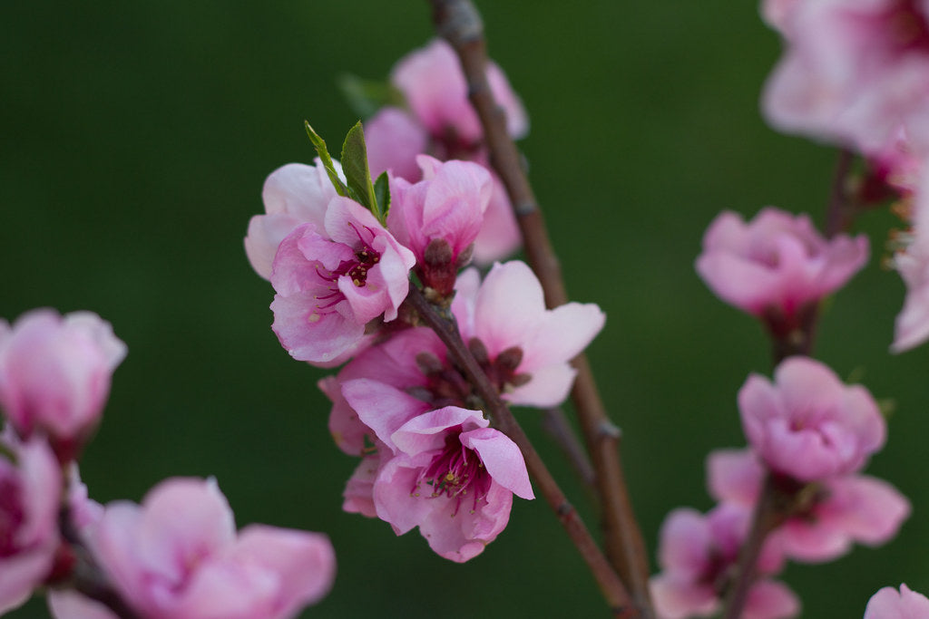 Nectarine, Independence (Prunus X Independence), 7 gal — Mackey's