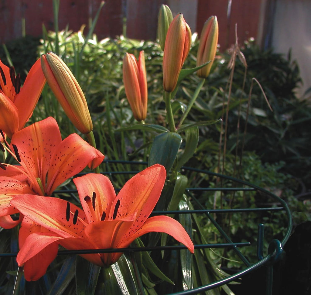 20" Grow Through Grid Flower Support w/ 30” legs — Mackey's