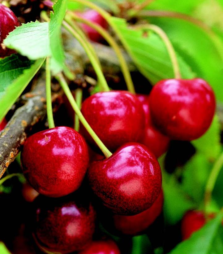 Cherry, Sweet Thing Tart Bush Cherry, 5 gal (24-30 in) — Mackey's