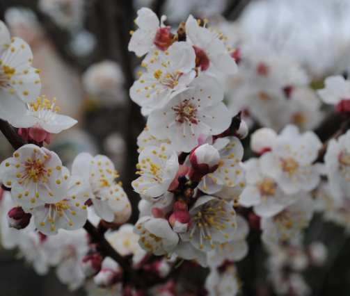 Plum, Satsuma (Prunus Satsuma) - Japanese Plum, 7 gal. — Mackey's