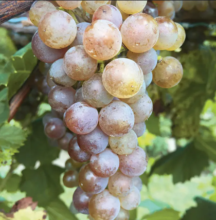 Grape, Itasca Grape, Green Grape (Vitis 'Itasca'), 2 gal. — Mackey's