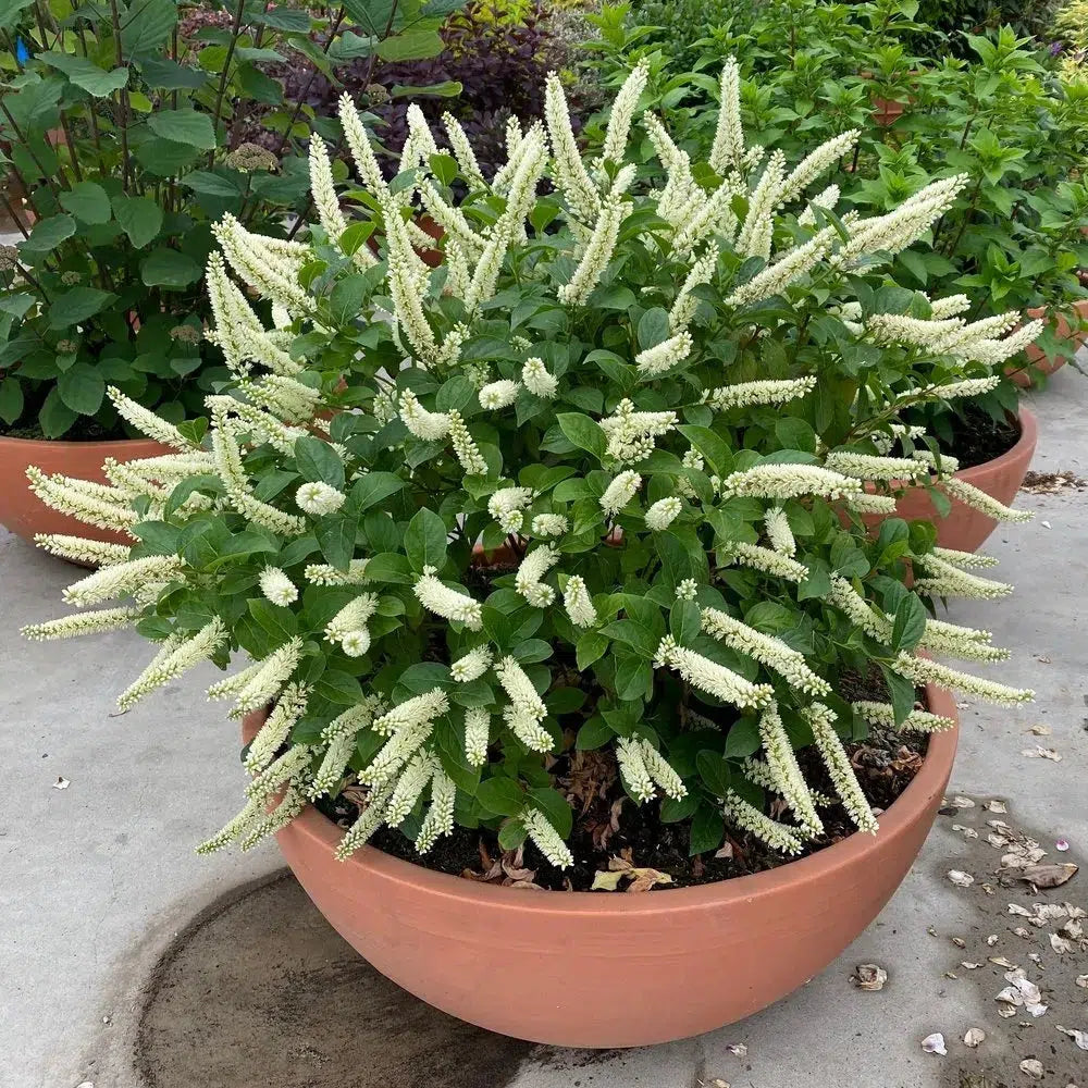 Itea virginica 'SMNIVMM' PP33549 - PW® Fizzy Mizzy® Sweetspire — Mackey's