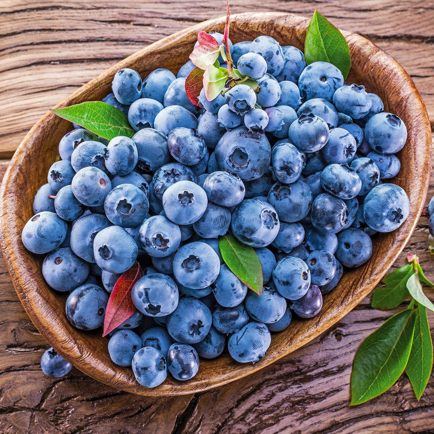 Vaccinium corymbosum 'Blueray' - Blueray Blueberry — Mackey's