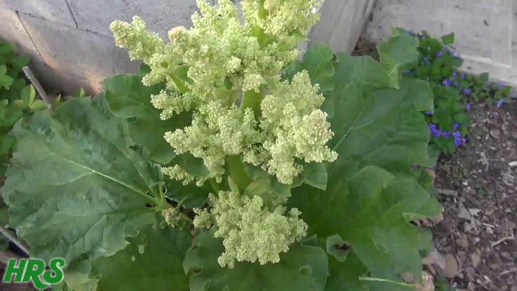 Rhubarb, Victoria (Rheum Victoria), 2 gal — Mackey's