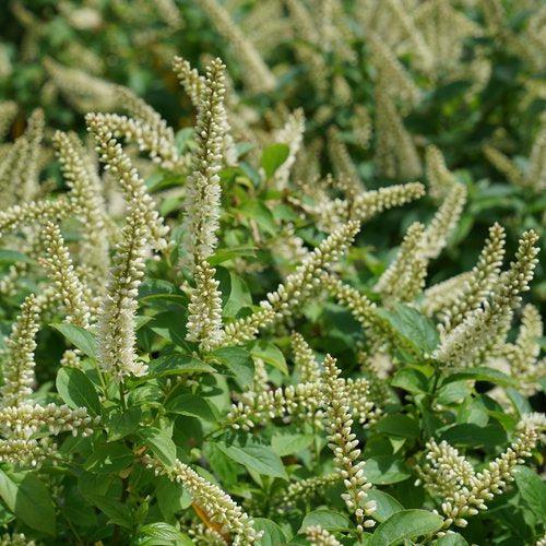 Itea virginica 'SMNIVMM' PP33549 - PW® Fizzy Mizzy® Sweetspire — Mackey's