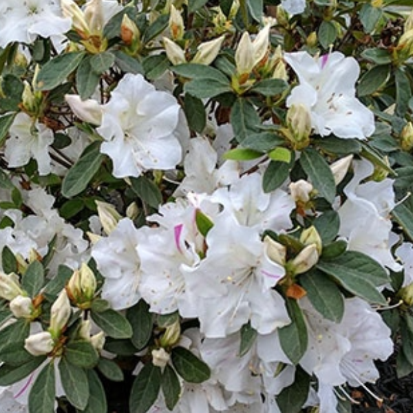 Azalea, Encore Autumn Lily Reblooming Azalea — Mackey's