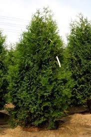 Arborvitae, Nigra Dark American Arborvitae — Mackey's