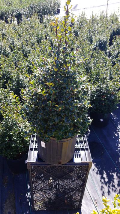 Holly, Red Beauty™ Holly — Mackey's