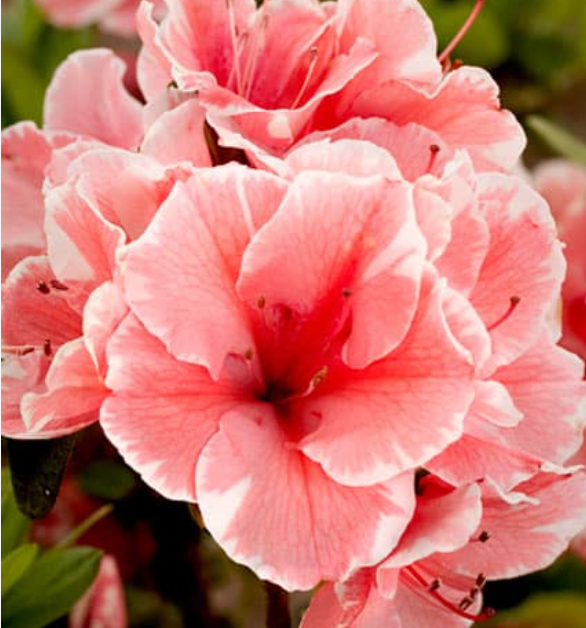 Azalea, Encore Autumn Starburst Reblooming Dwarf Azalea — Mackey's