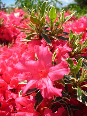 Azalea, Arctic Rose Azalea — Mackey's