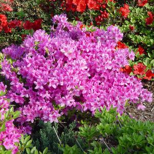 Azalea, Karen Azalea — Mackey's