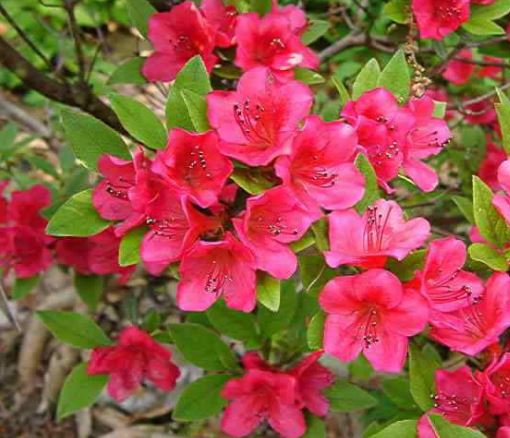 Azalea, Bixby Dwarf Azalea — Mackey's