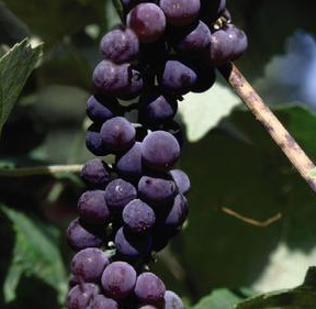 Grape, Canadice Seedless Red (Vitis Canadice Seedless), 2 gal. — Mackey's