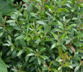 Holly, Gem Box Inkberry Holly — Mackey's