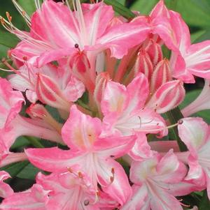 Azalea, Ribbon Candy Swamp Azalea — Mackey's